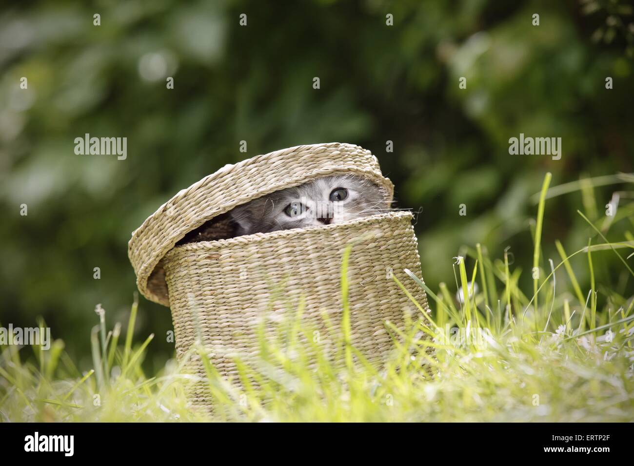 norwegian forest kitten Stock Photo - Alamy
