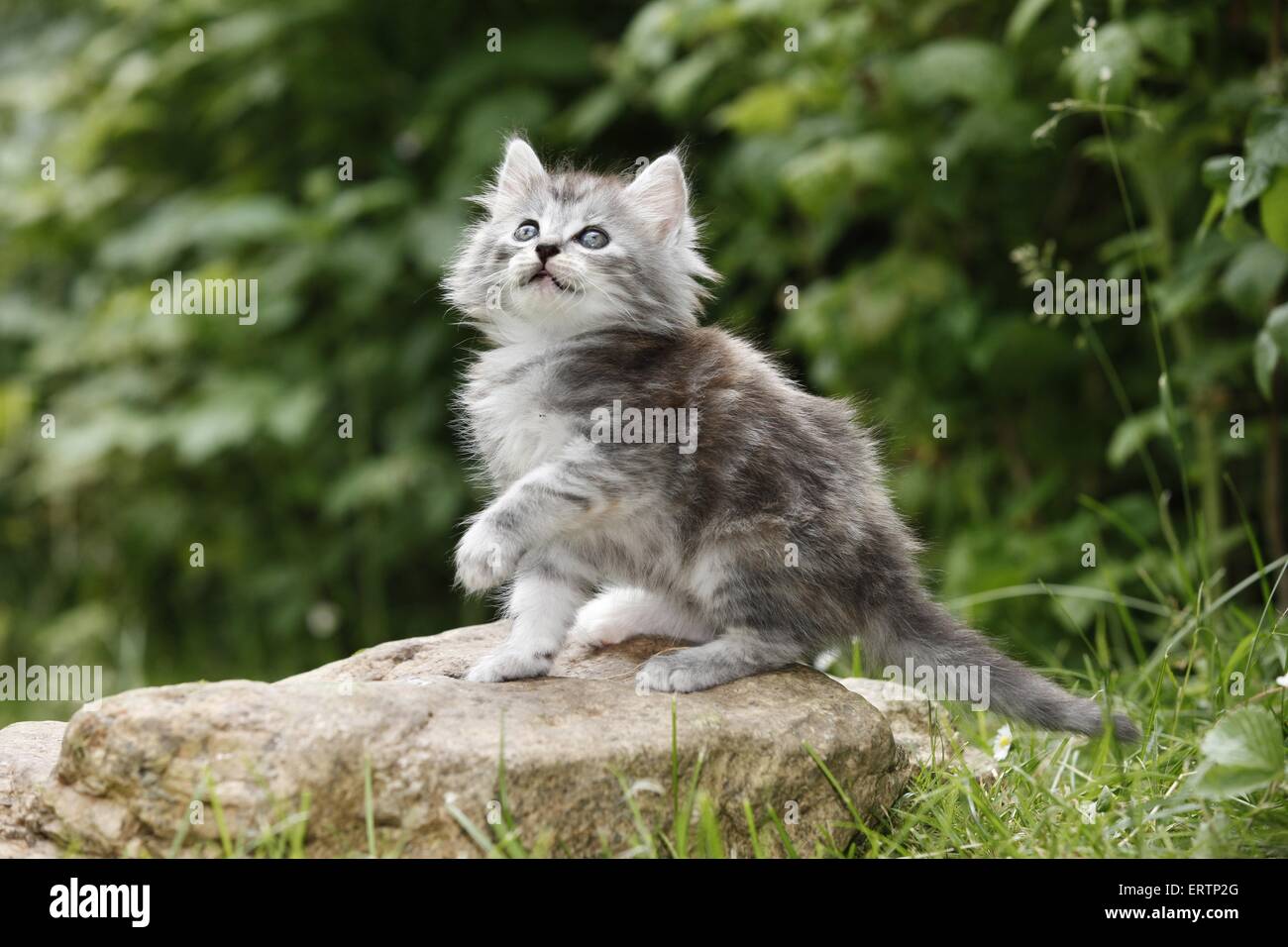 norwegian forest kitten Stock Photo - Alamy
