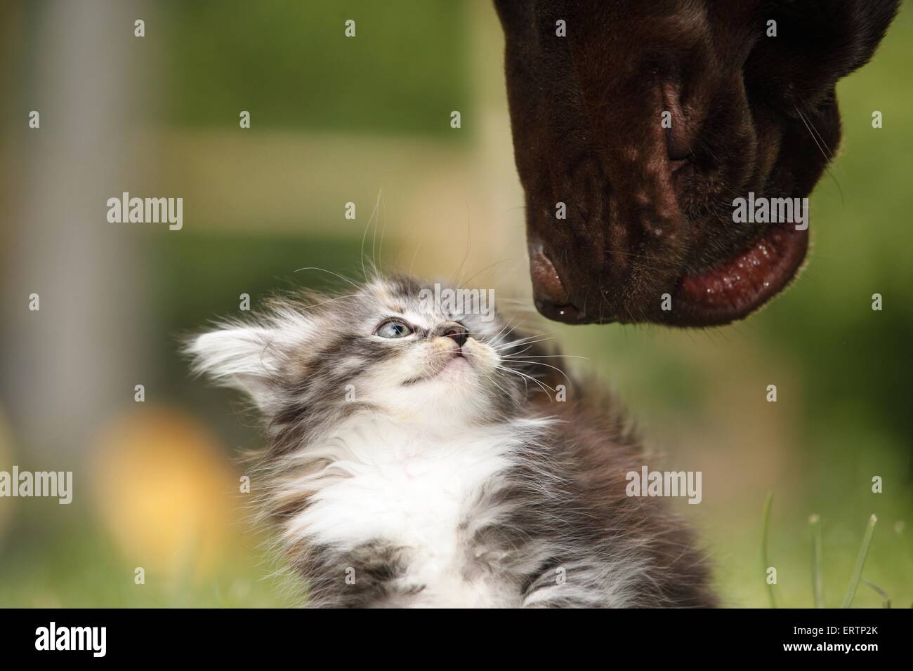 kitten and dog Stock Photo - Alamy