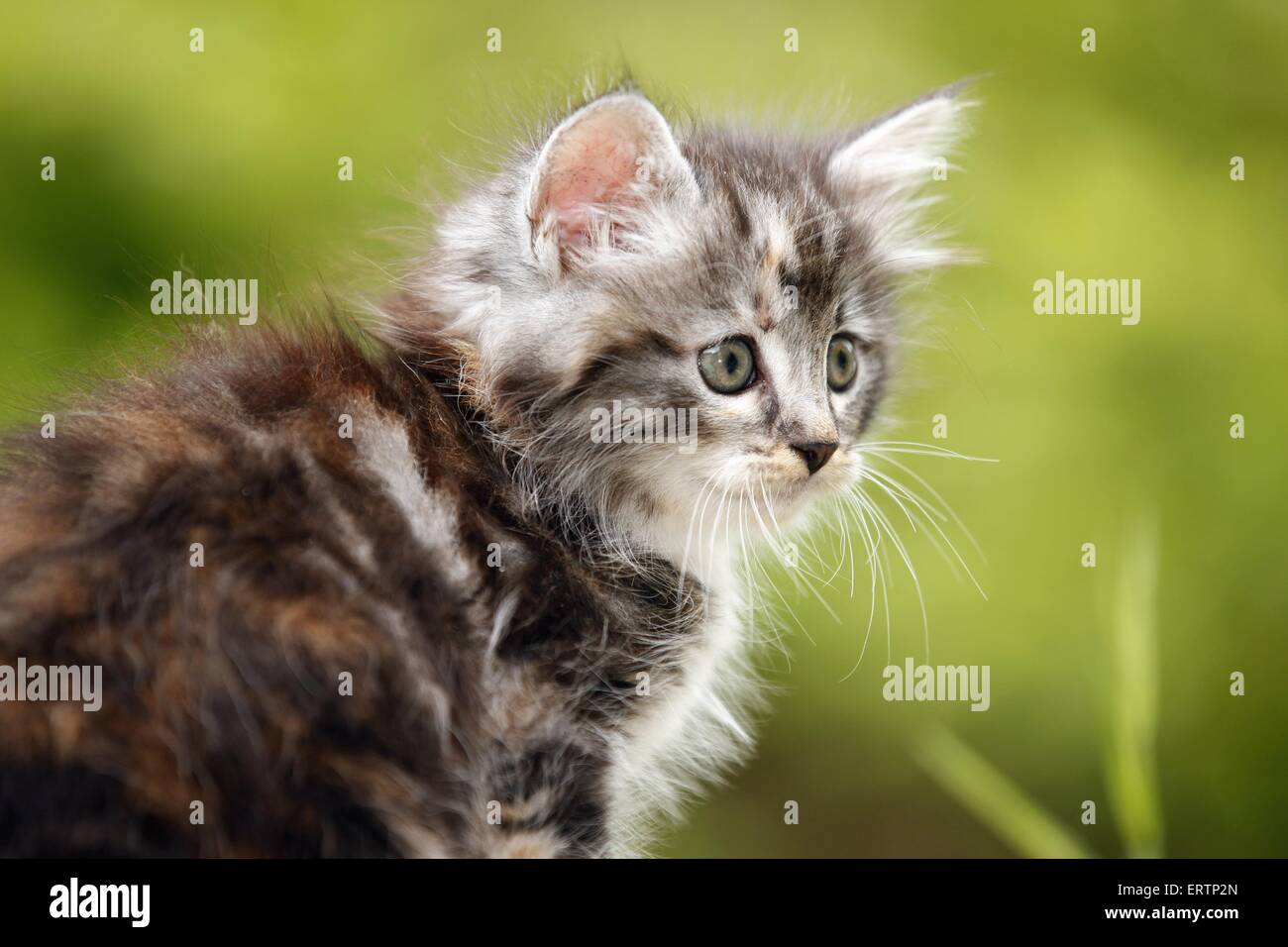 norwegian forest kitten Stock Photo - Alamy