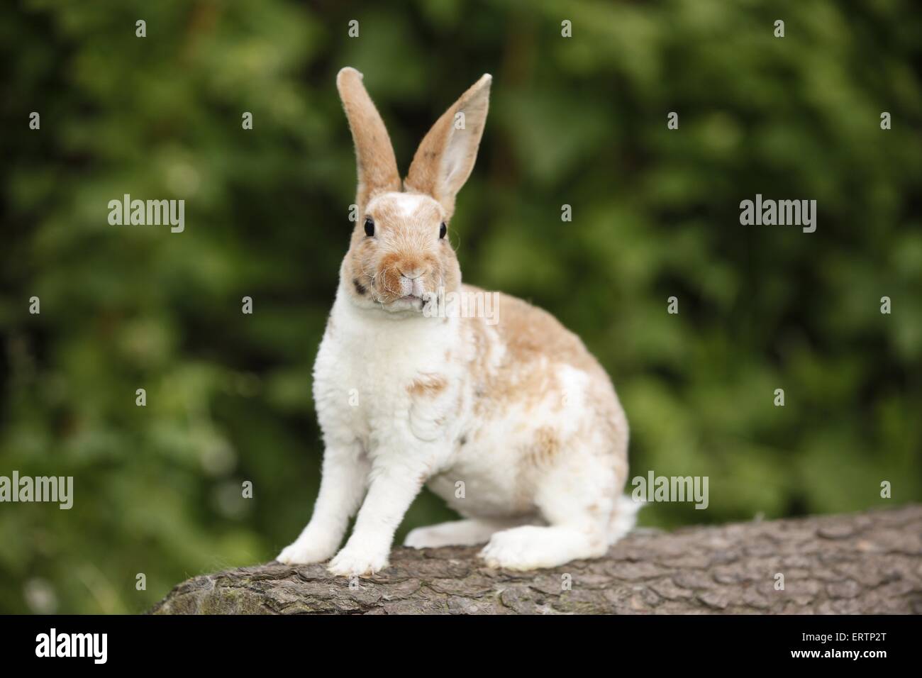 Piebald rabbit hi-res stock photography and images - Alamy
