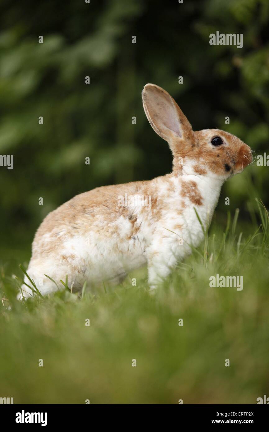 Rabbit side profile hi-res stock photography and images - Alamy