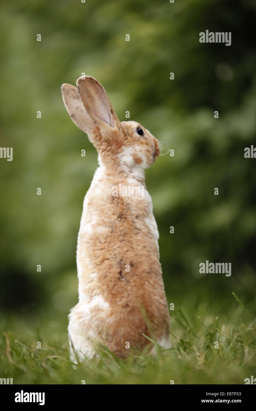 Rabbit rear view hi-res stock photography and images - Alamy
