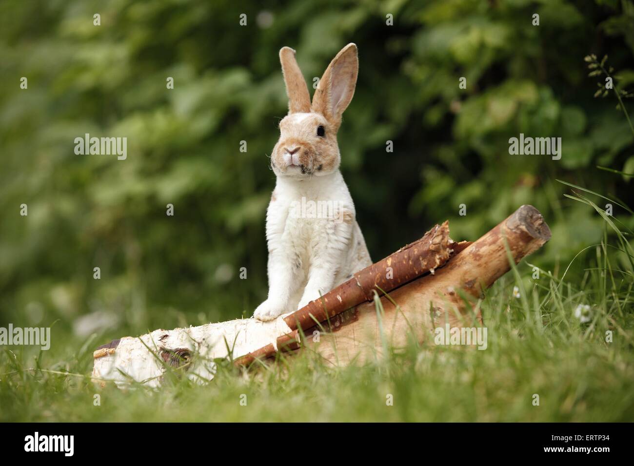 Piebald rabbit hi-res stock photography and images - Alamy