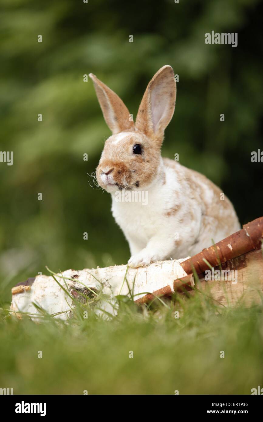 Piebald rabbit hi-res stock photography and images - Alamy