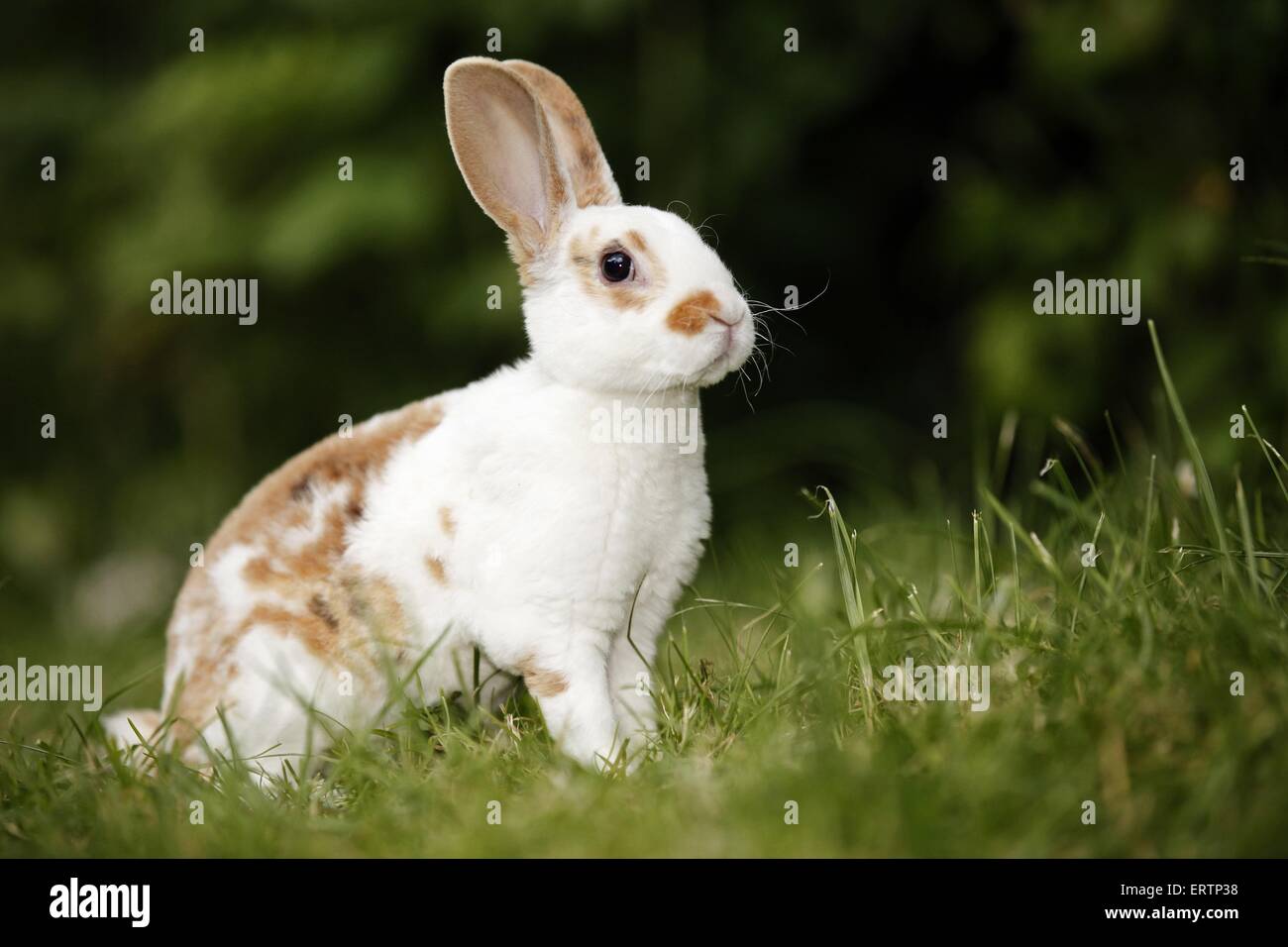 Rabbit profile hi-res stock photography and images - Alamy
