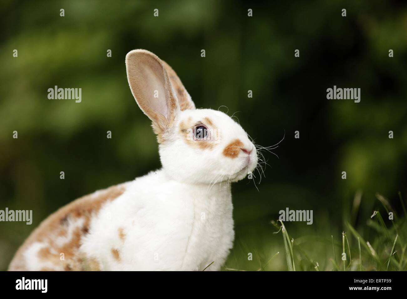 Rabbit side view hi-res stock photography and images - Alamy
