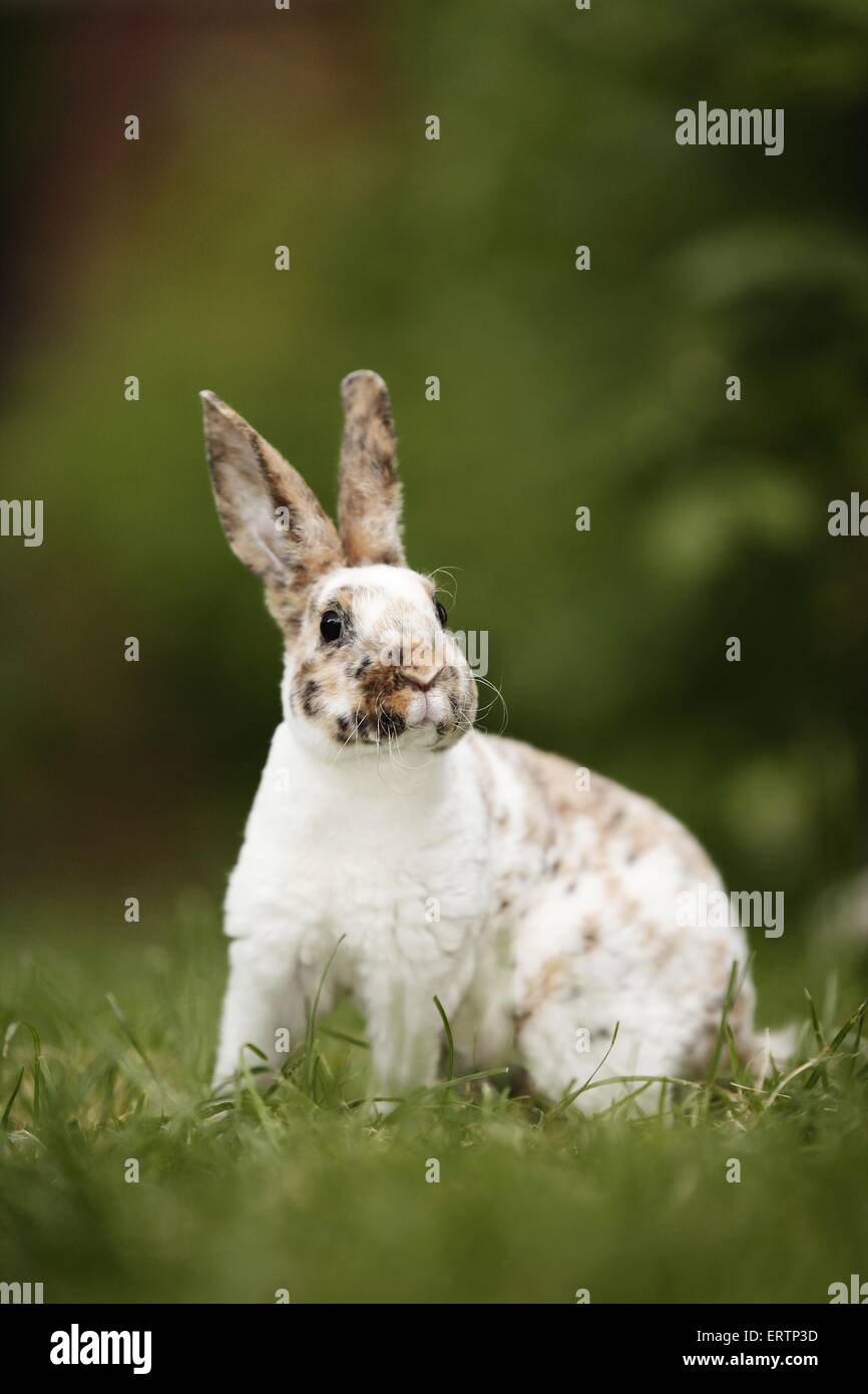 Piebald rabbit hi-res stock photography and images - Alamy
