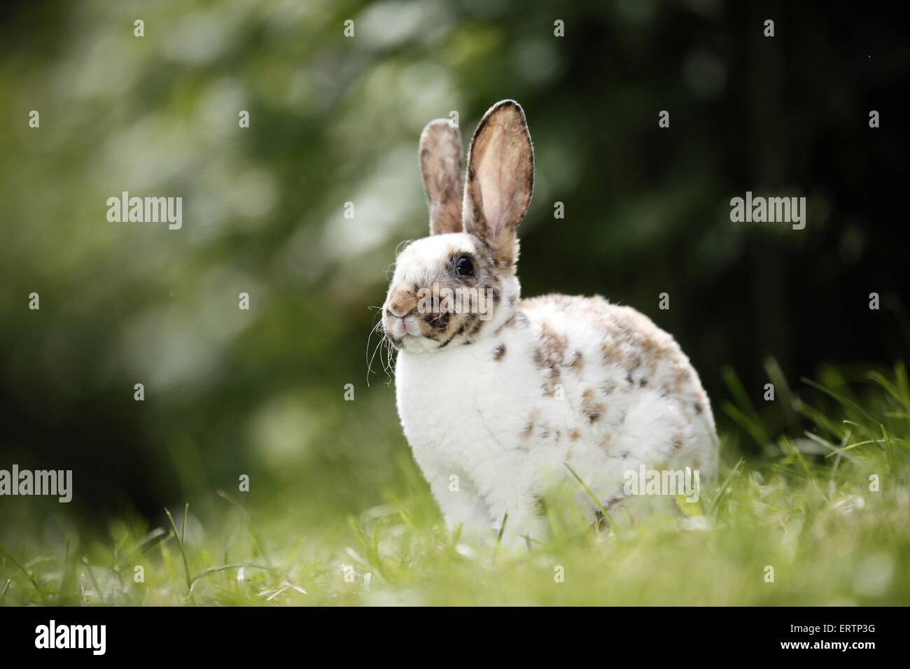 Juvenile rabbits hi-res stock photography and images - Alamy