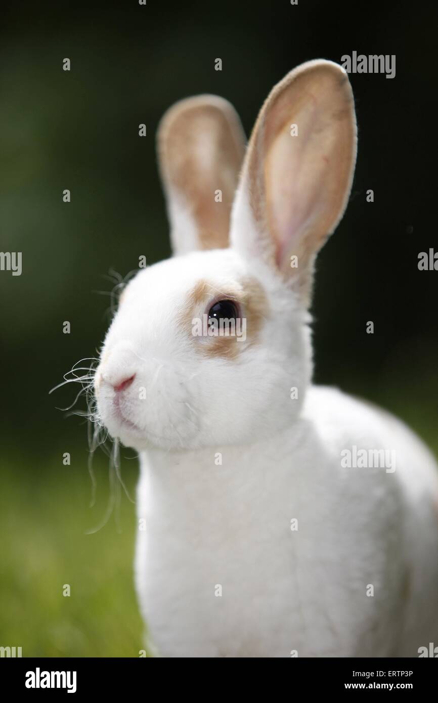 Juvenile rabbits hi-res stock photography and images - Alamy