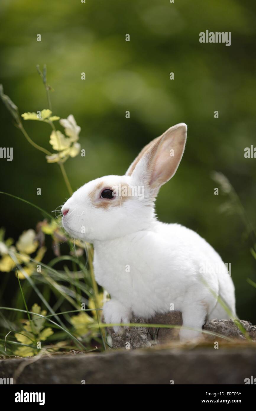 Rabbit side view hi-res stock photography and images - Alamy