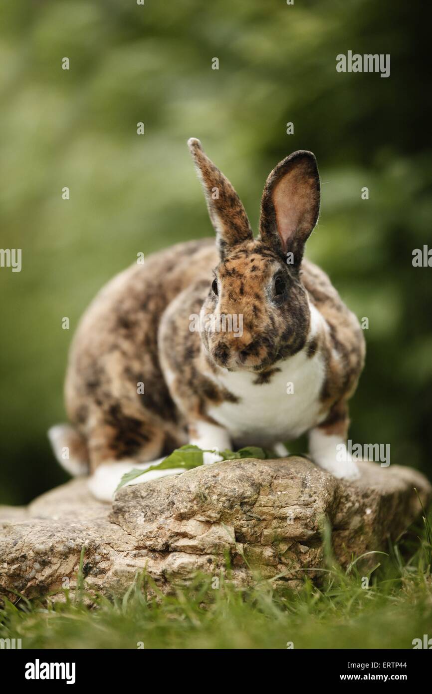 Rex rabbit hi-res stock photography and images - Alamy