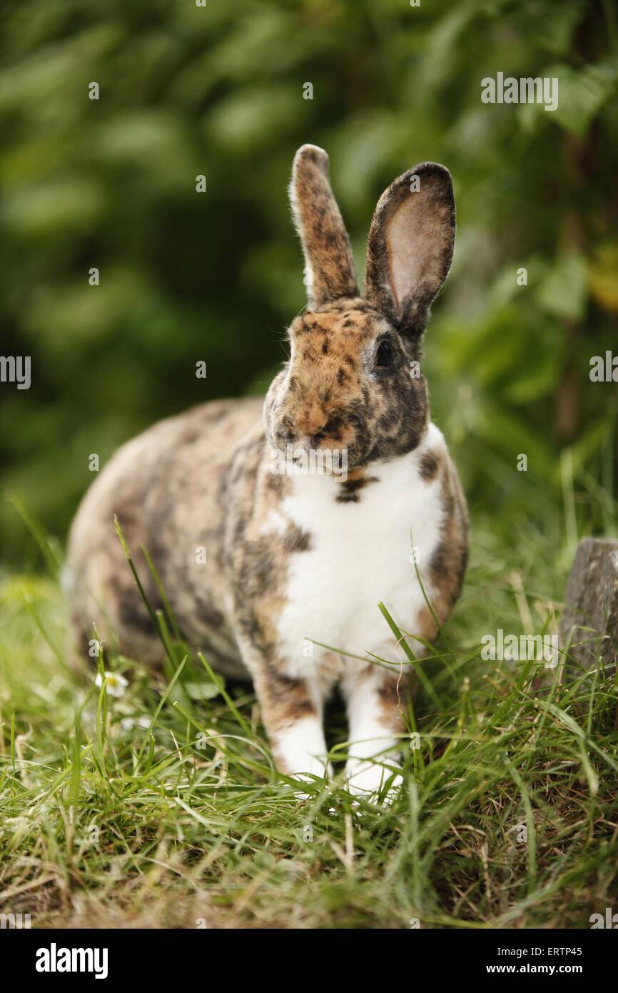 Mini rex rabbit hi-res stock photography and images - Alamy