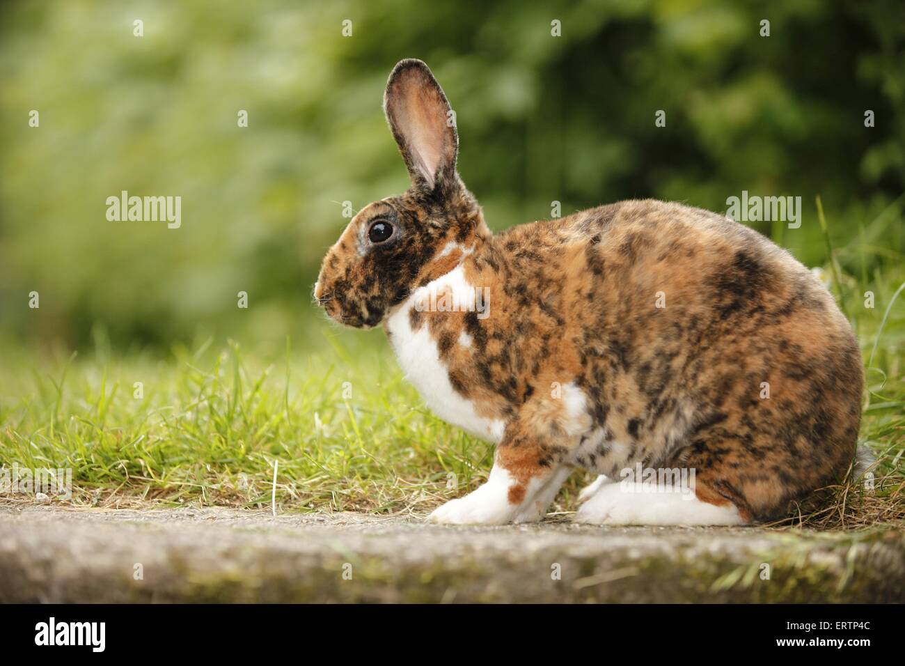 Rabbit profile hi-res stock photography and images - Alamy