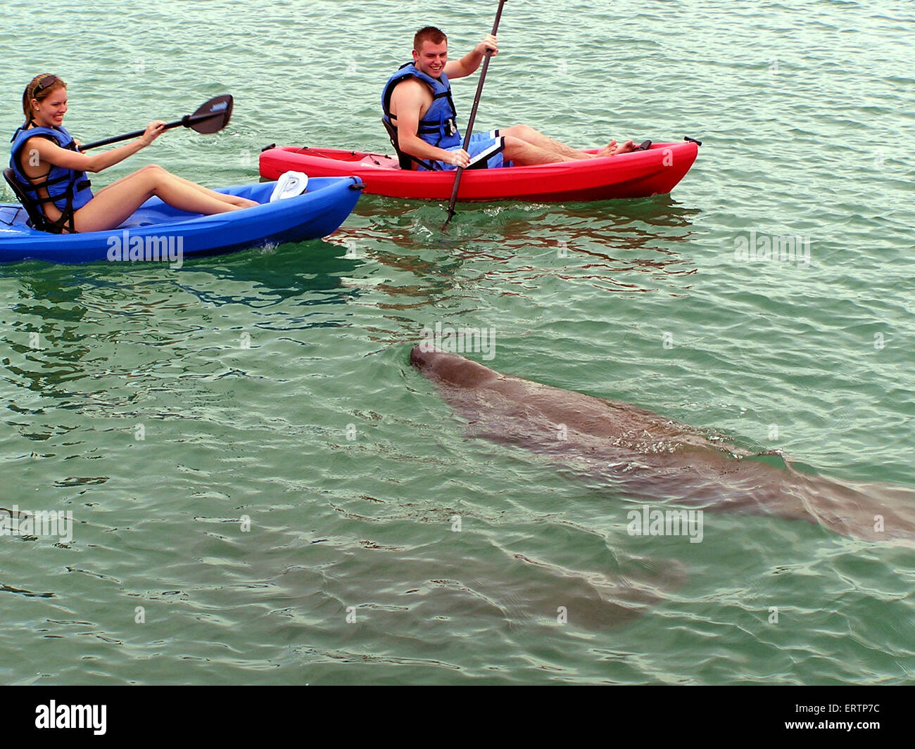 Indian river lagoon manatee hi-res stock photography and images - Alamy