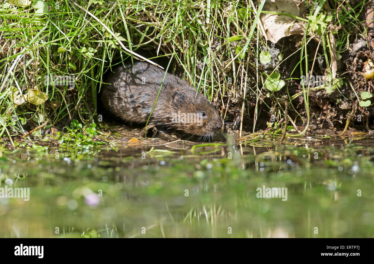 Water vole burrow uk hi-res stock photography and images - Alamy
