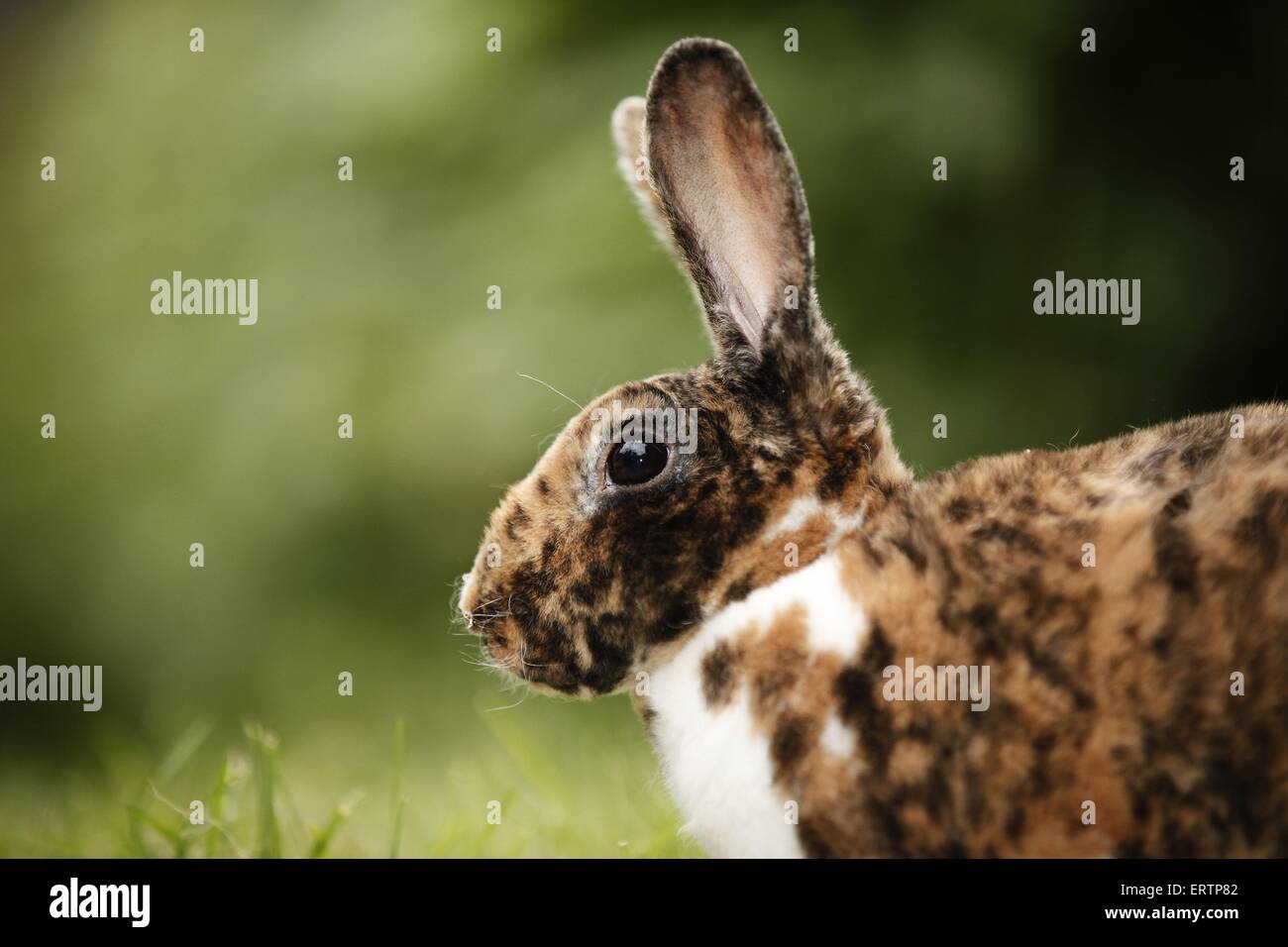 Rabbit profile hi-res stock photography and images - Alamy