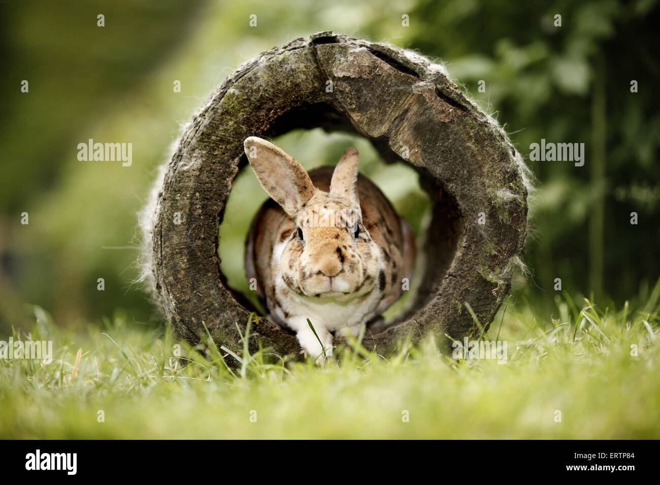 Piebald rabbit hi-res stock photography and images - Alamy