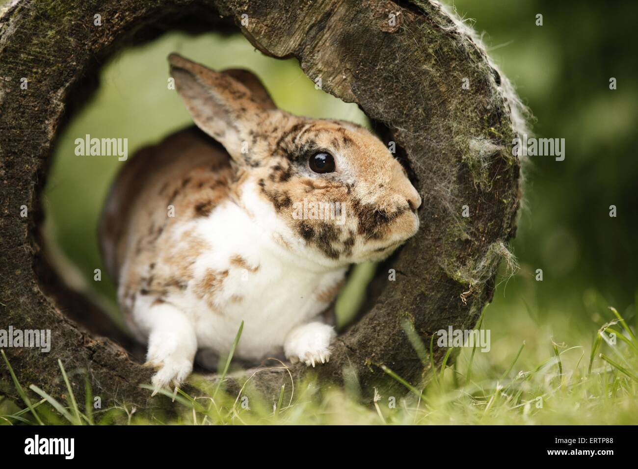 Piebald rabbit hi-res stock photography and images - Alamy