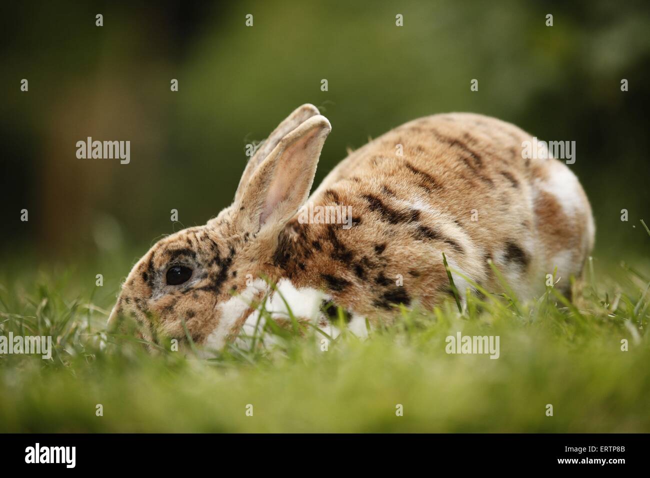 Piebald rabbit hi-res stock photography and images - Alamy