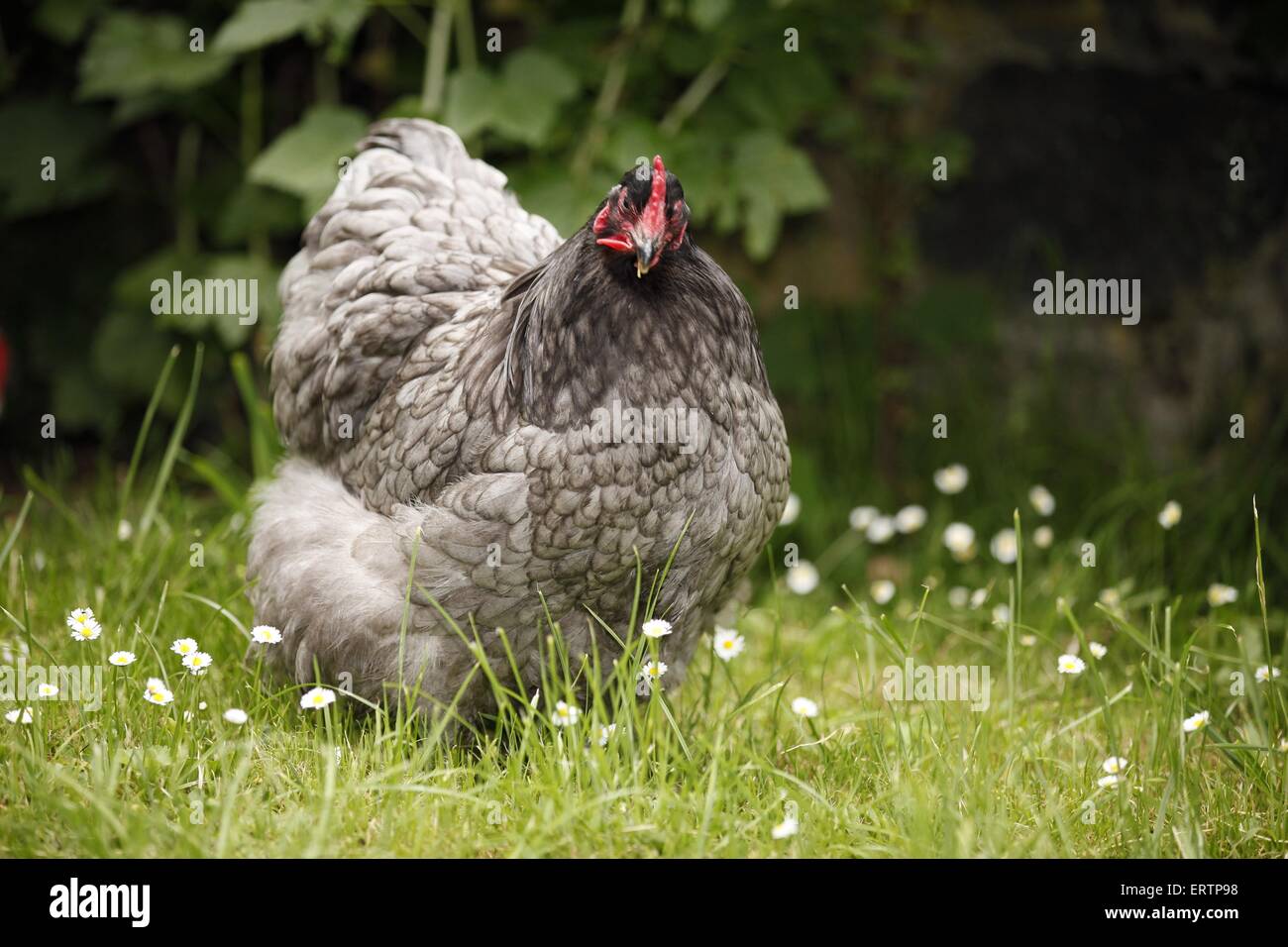 Orpington hi-res stock photography and images - Alamy