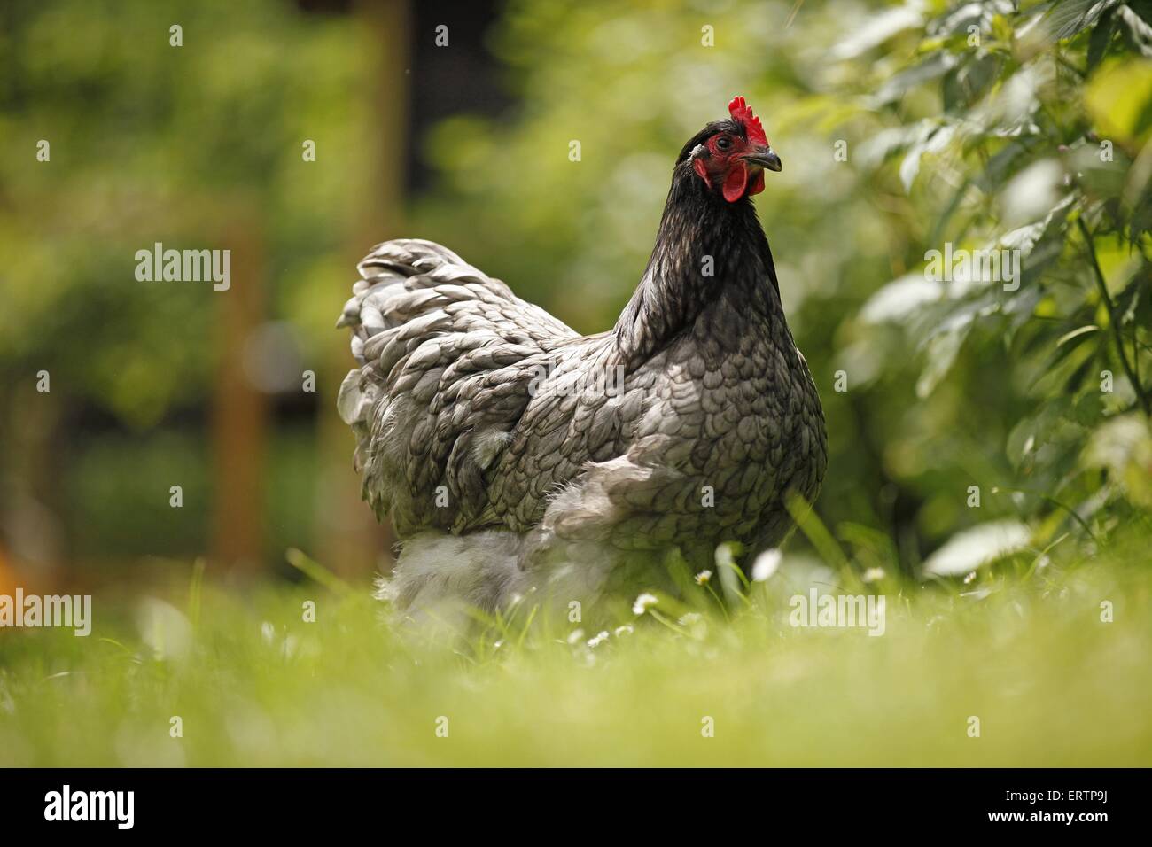 Orpington hi-res stock photography and images - Alamy