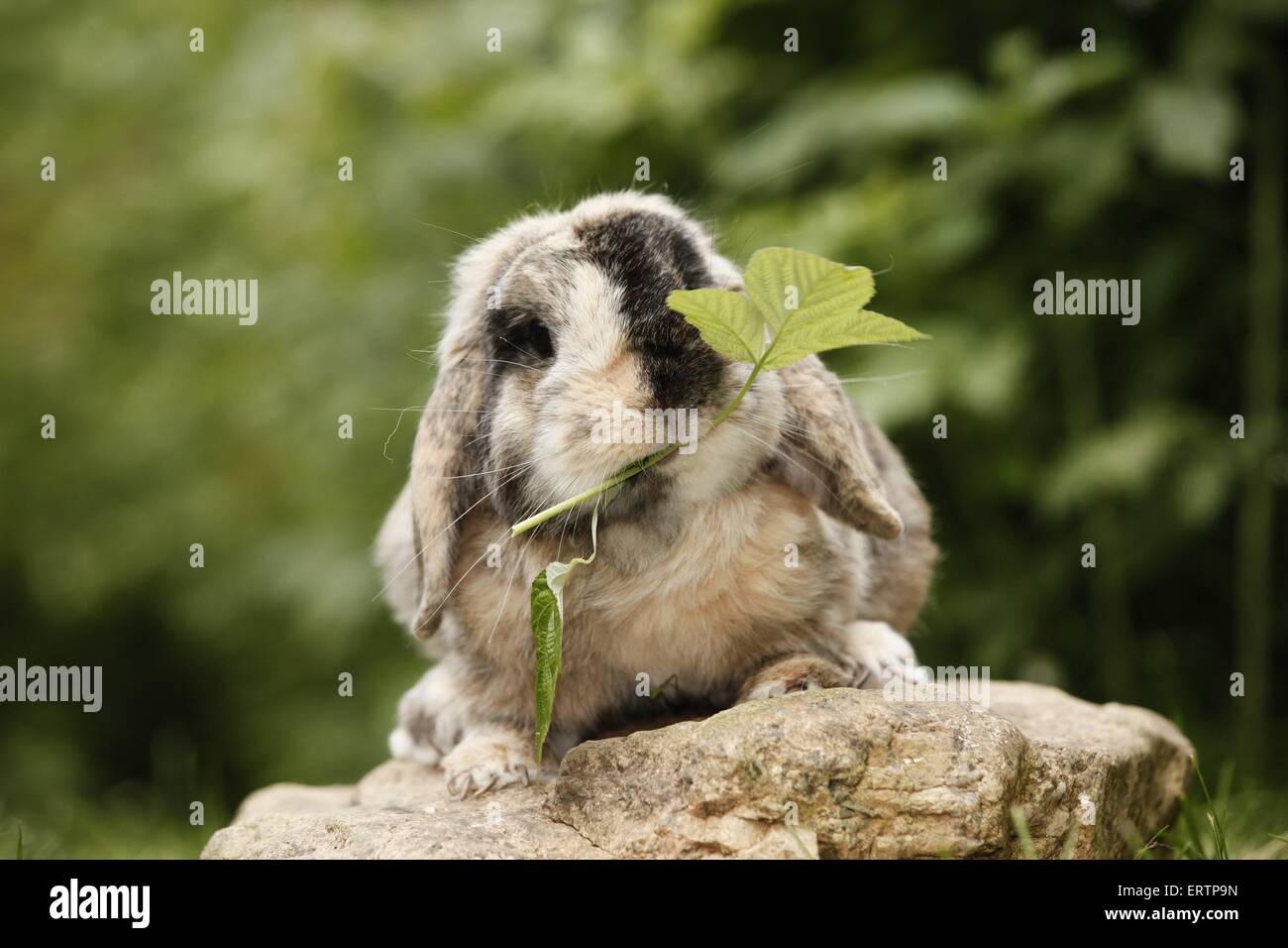 lop eared rabbit Stock Photo - Alamy