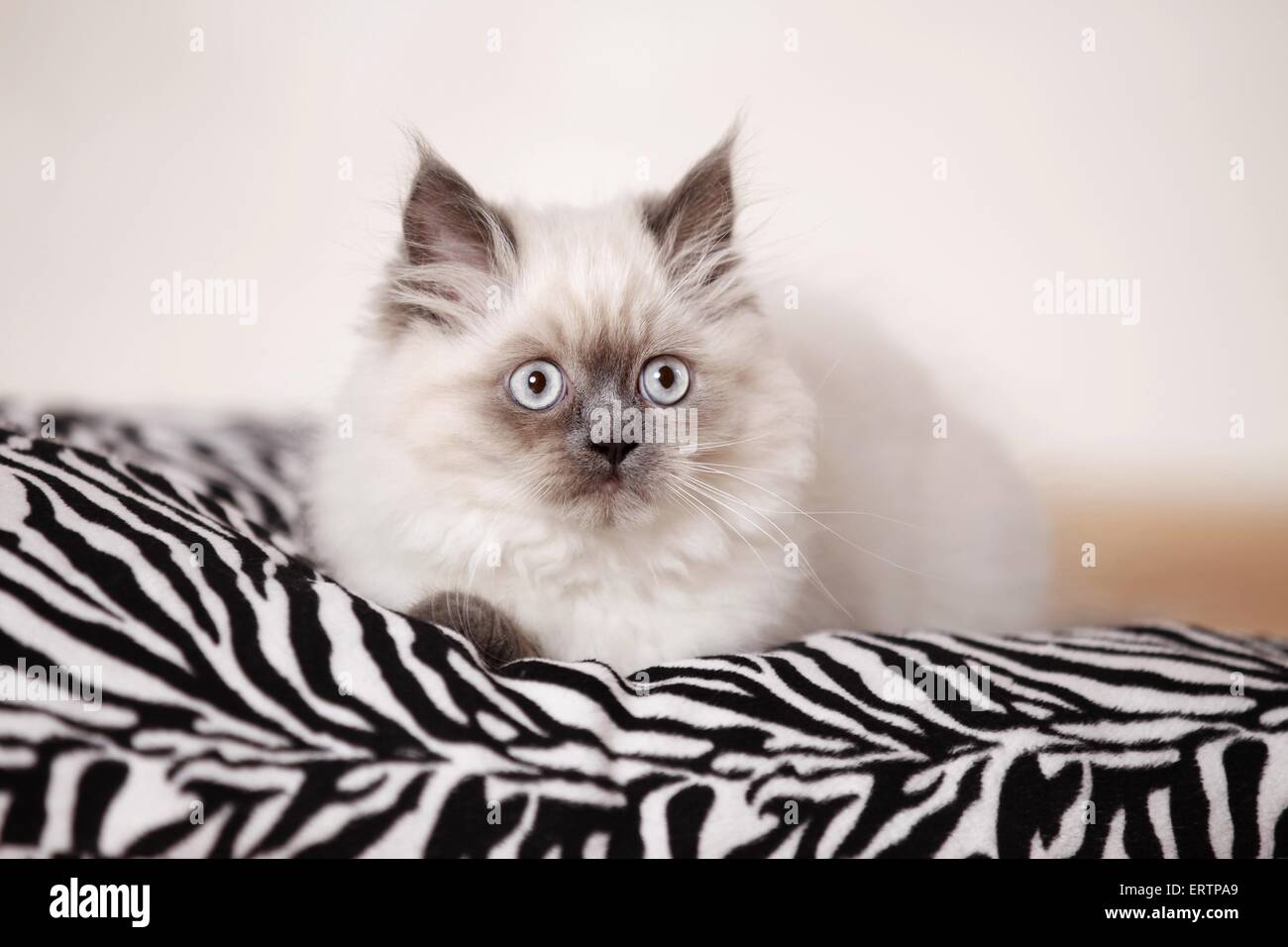 Young cat hi-res stock photography and images - Alamy