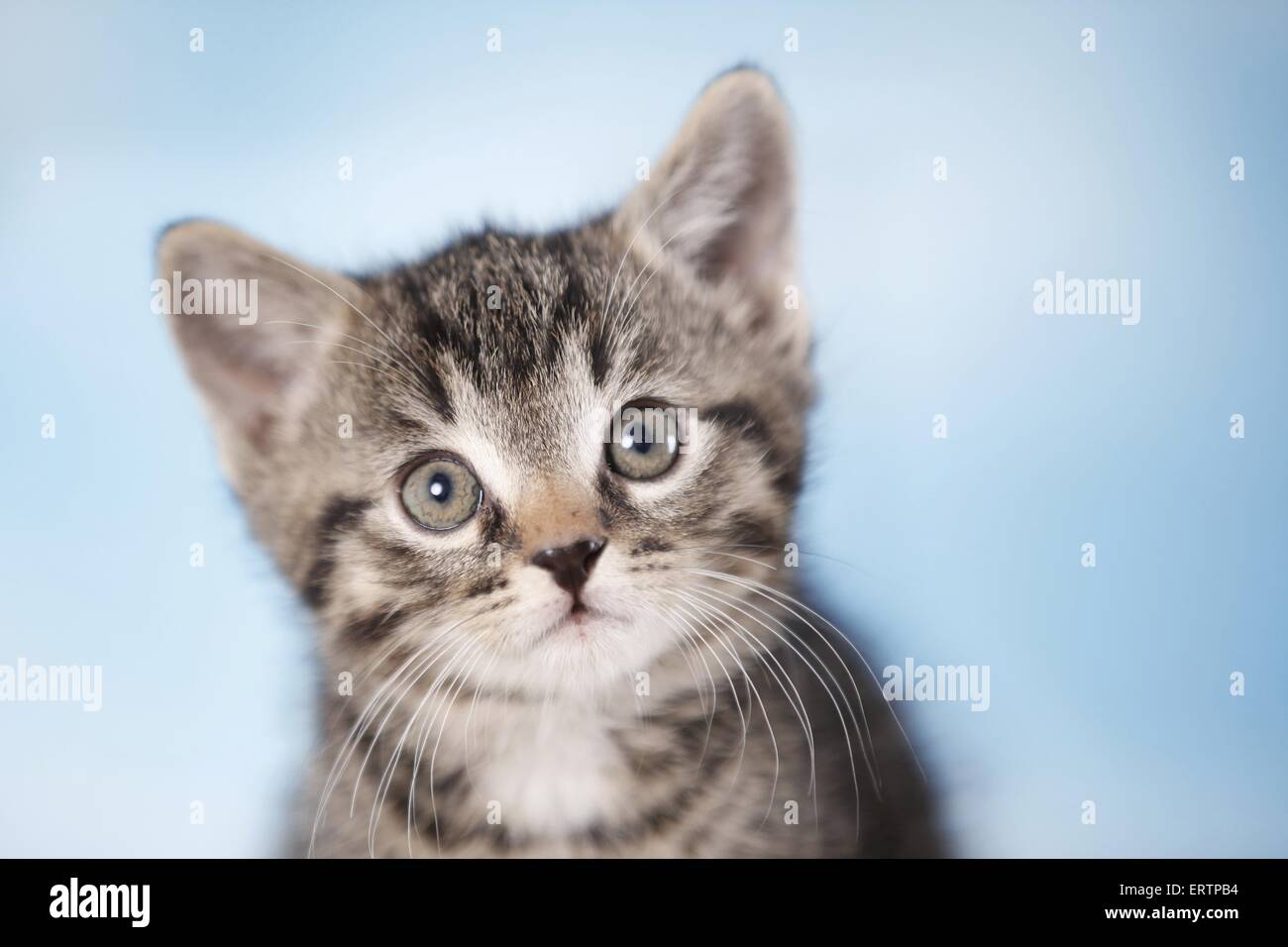 Male kittens hi-res stock photography and images - Alamy