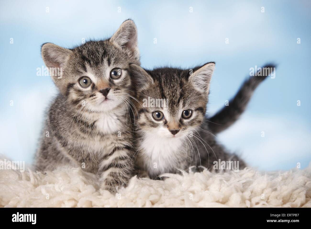 Cute kittens cuddling hi-res stock photography and images - Alamy