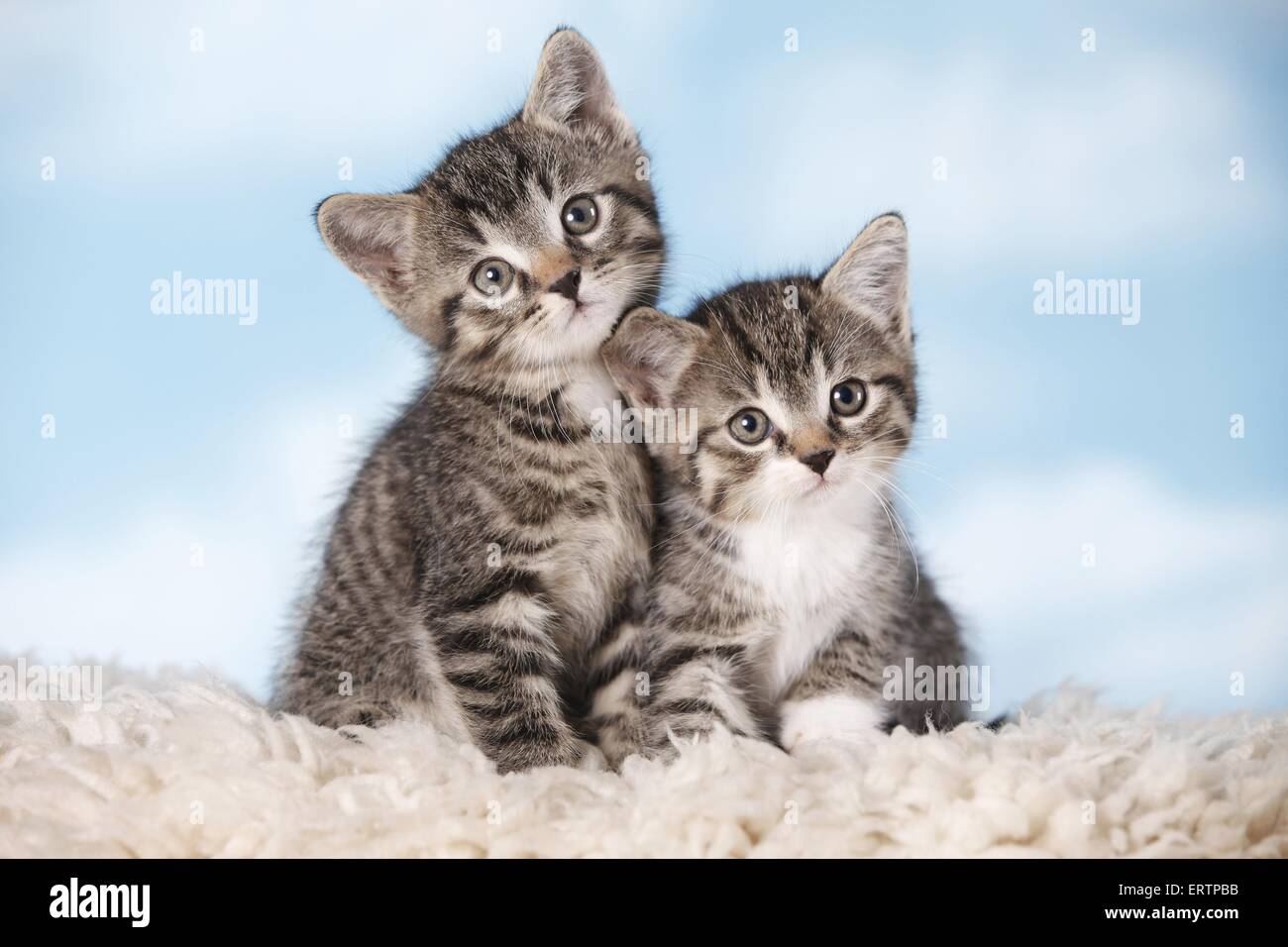 Cute kitten hi-res stock photography and images - Alamy