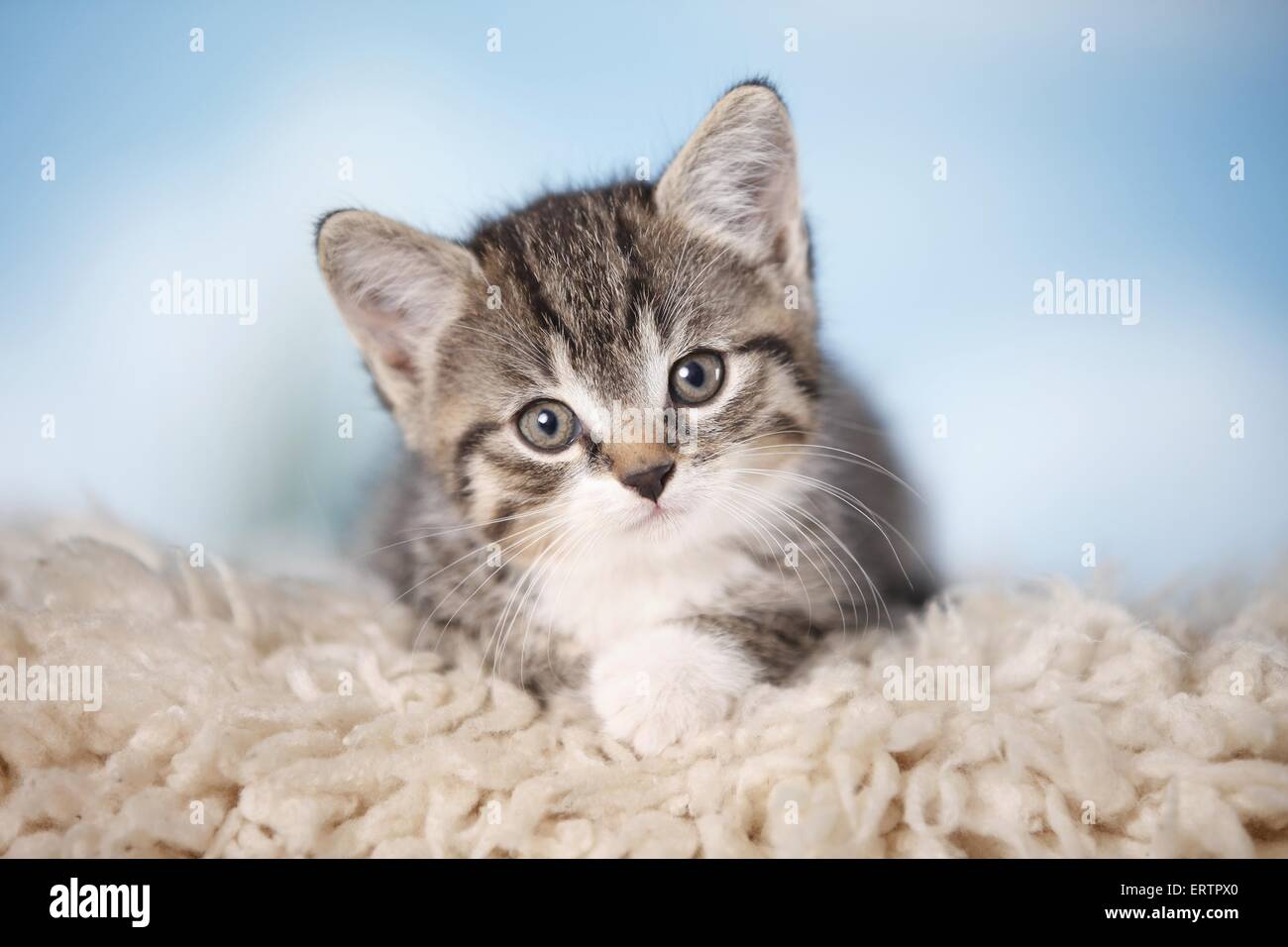 Cute tabby kitten lies hi-res stock photography and images - Alamy