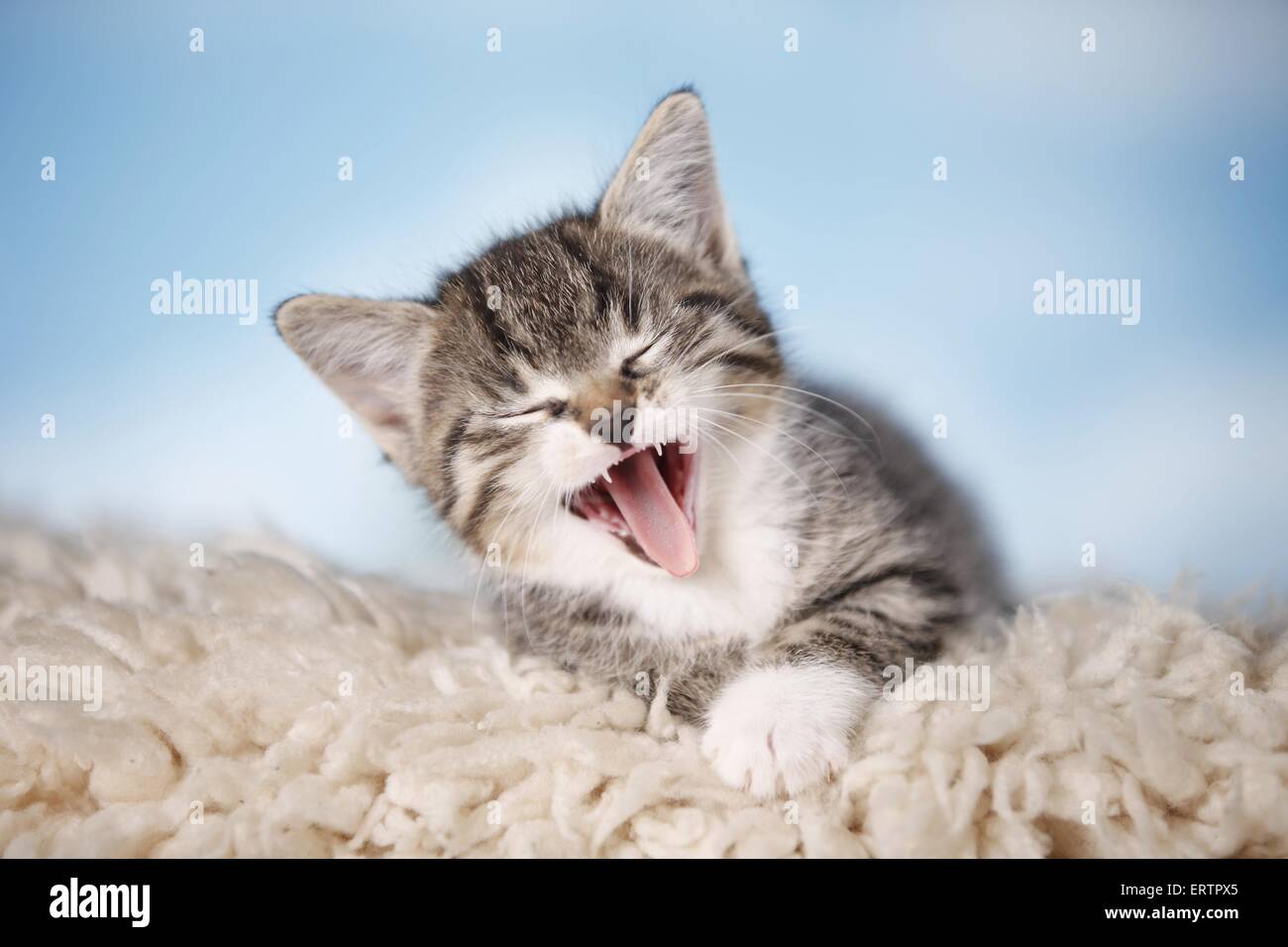 Resting kitten hi-res stock photography and images - Alamy