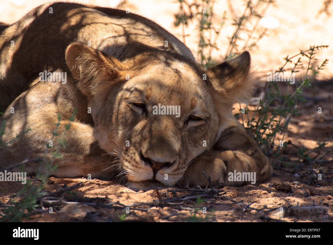 Lions sleeping under trees at Kgalagadi Transfontier Park, South Africa ...