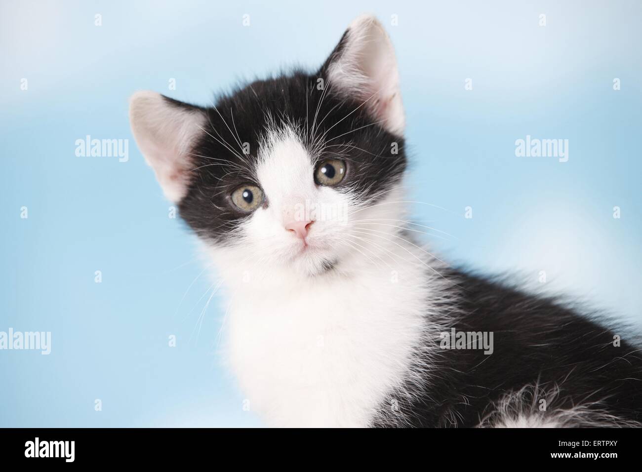 Domestic kitten side view head hi-res stock photography and images - Alamy