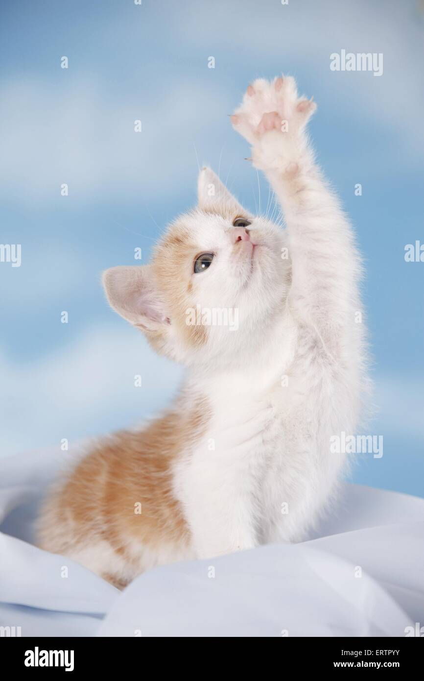 Cute cat stretching hi-res stock photography and images - Alamy
