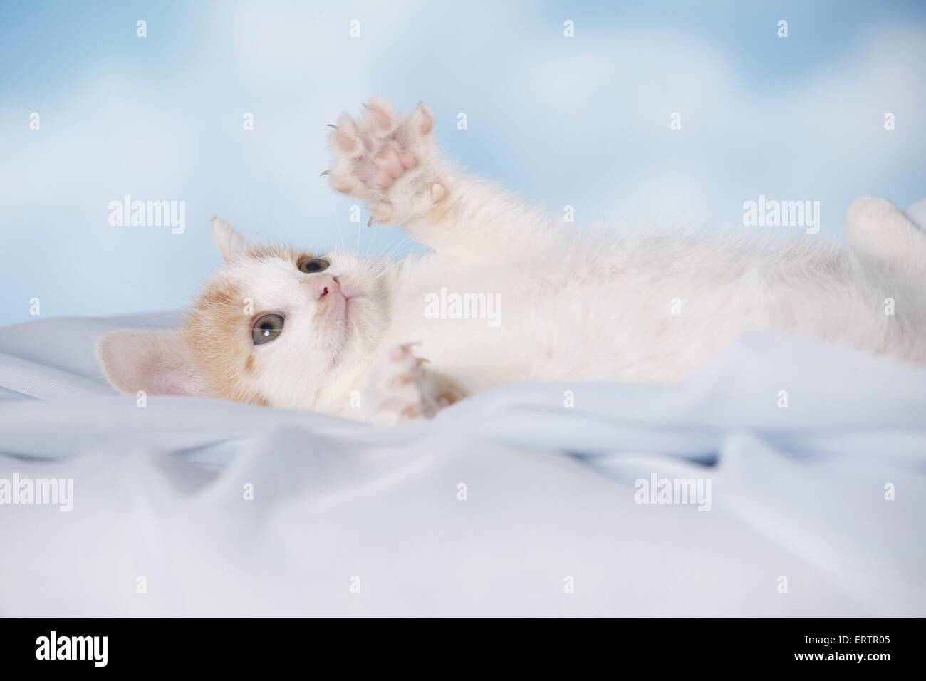 Supine cat studio hi-res stock photography and images - Alamy