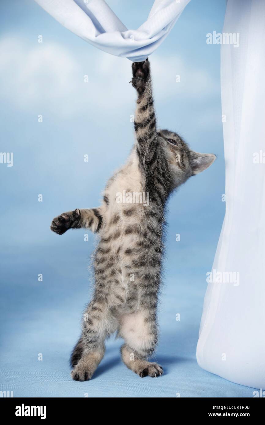 Kitten standing hind legs hi-res stock photography and images - Alamy