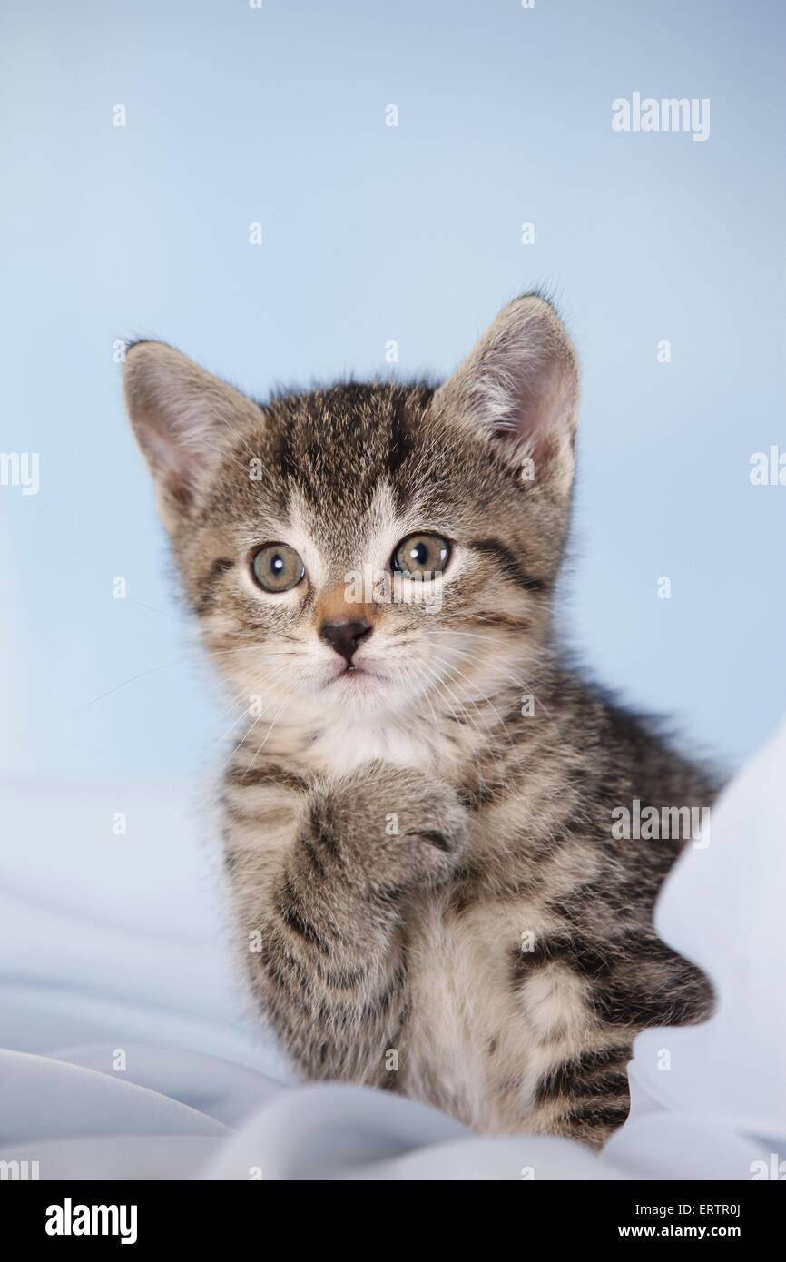 Cute kitten studio domestic hi-res stock photography and images - Alamy
