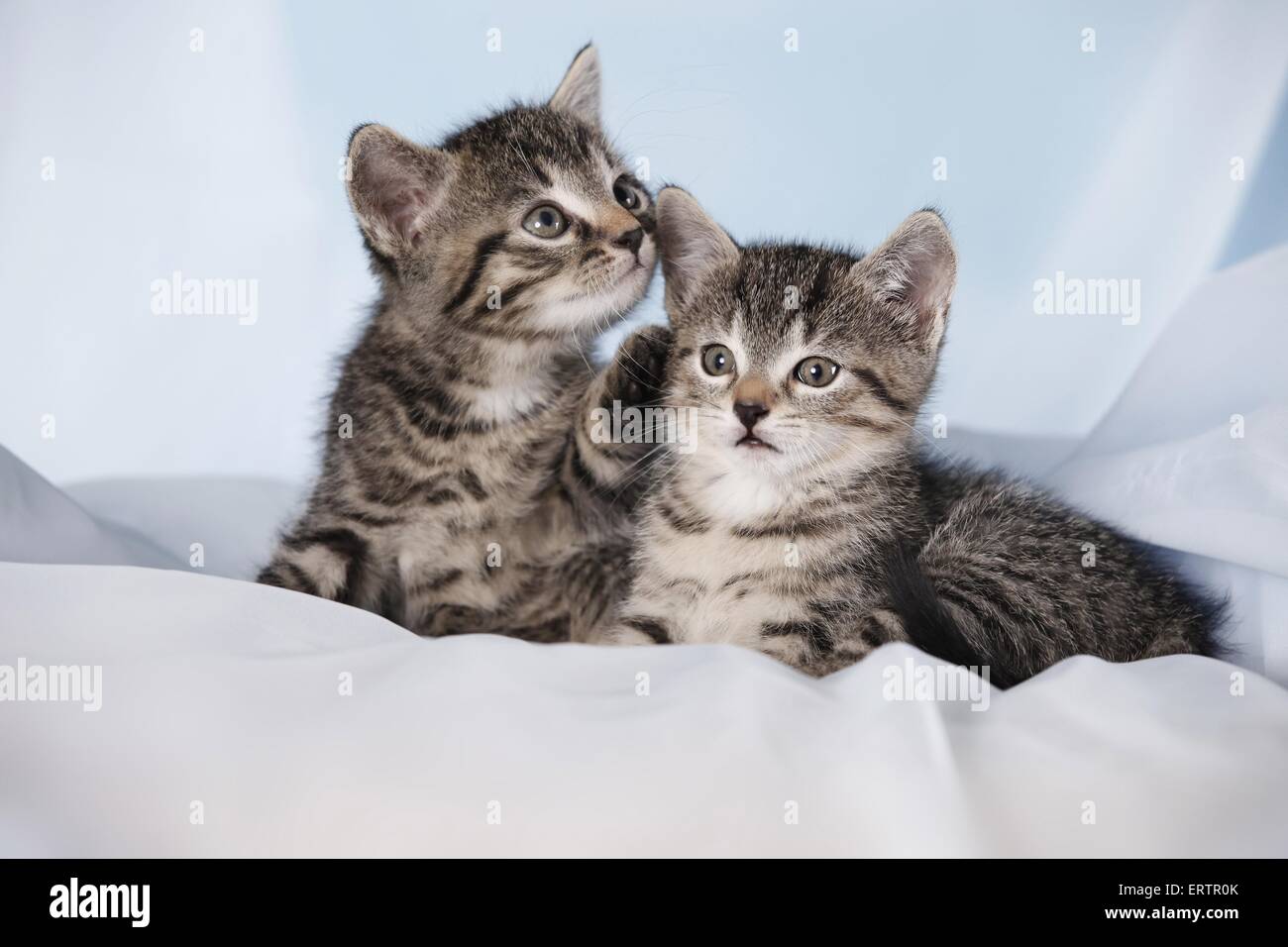Kittens sniffing hi-res stock photography and images - Alamy