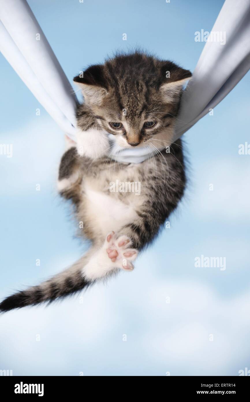 Kittens climbing hi-res stock photography and images - Alamy
