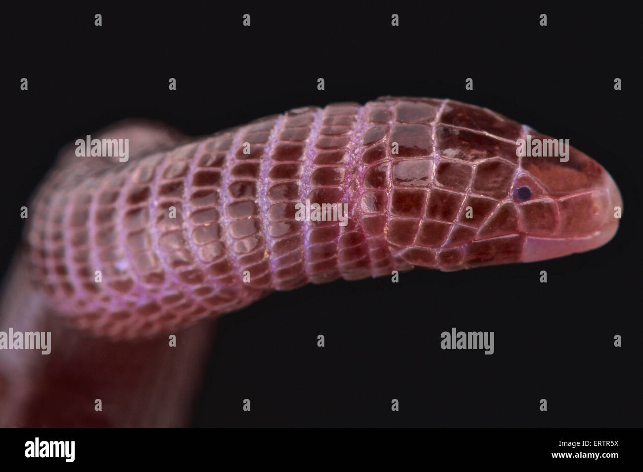 Portugal snake hi-res stock photography and images - Alamy