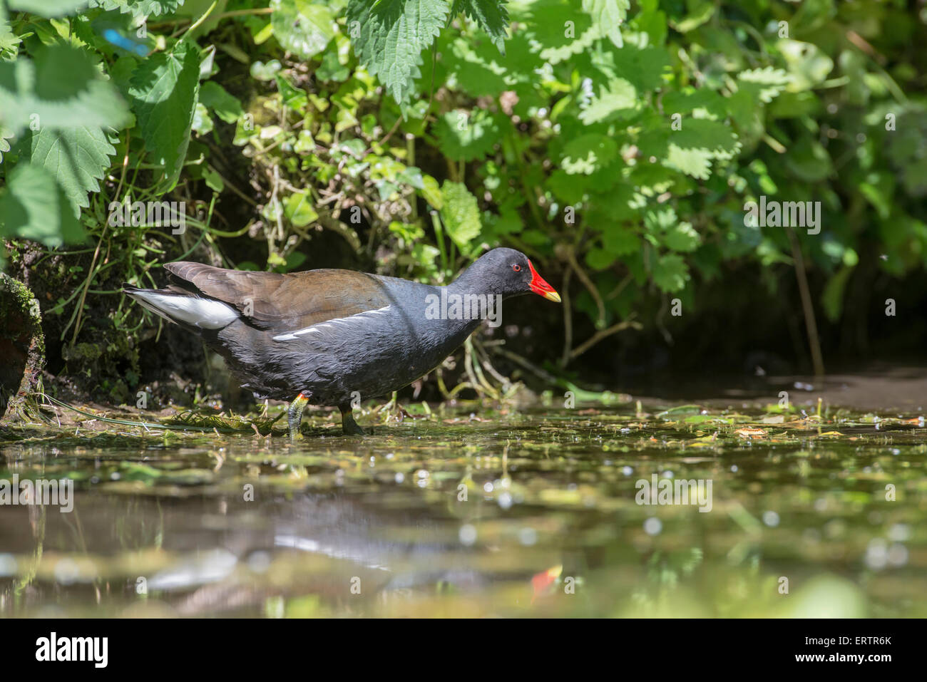 Common british wading bird hi-res stock photography and images - Alamy