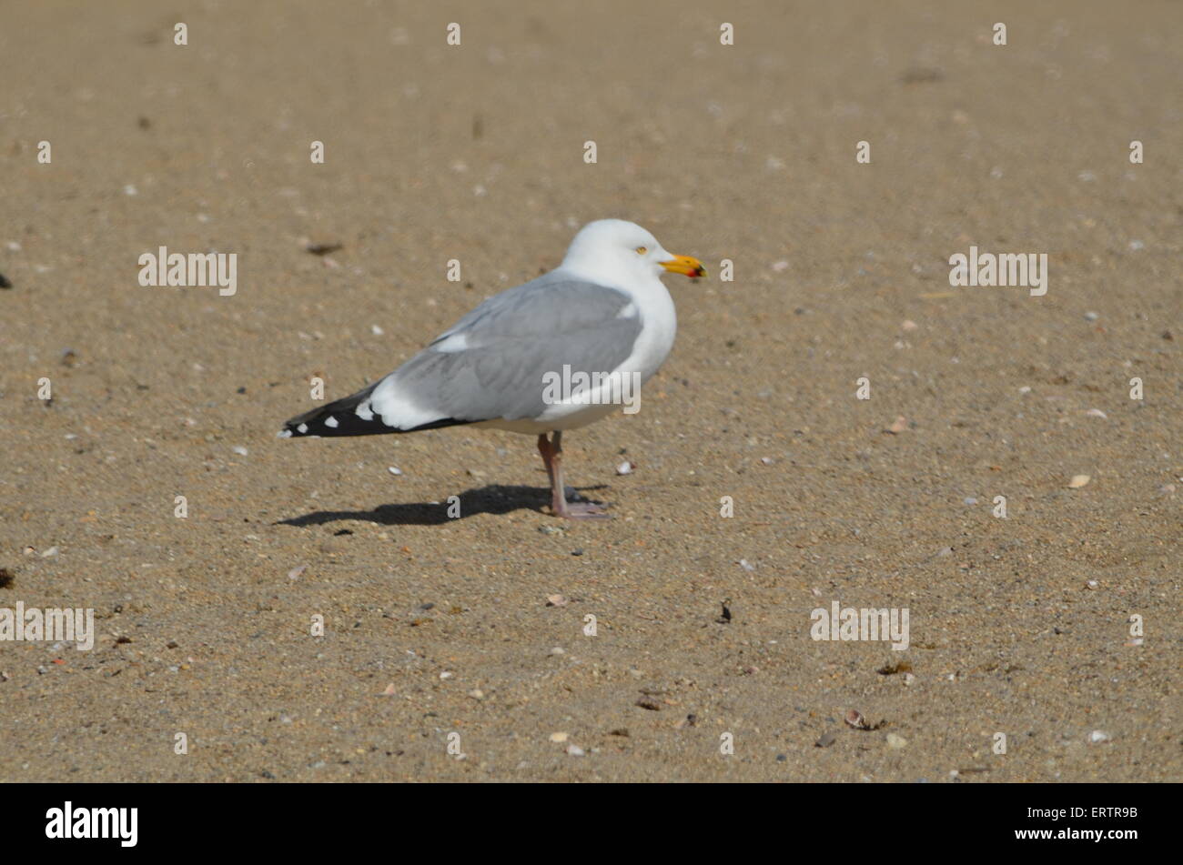 Wild seagull on beach hi-res stock photography and images - Alamy