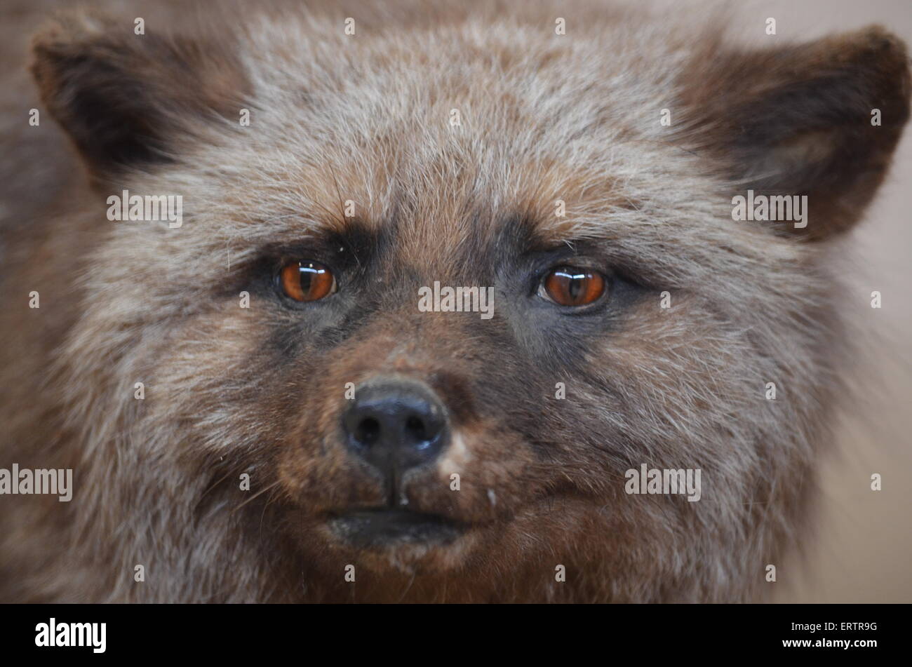 Silver fox hi-res stock photography and images - Alamy