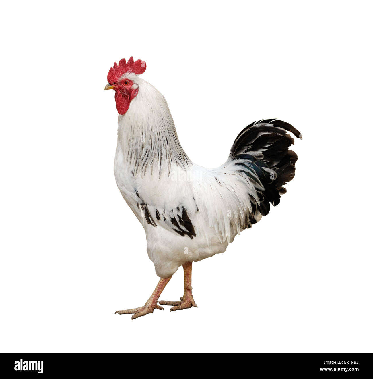 One white rooster Stock Photo - Alamy