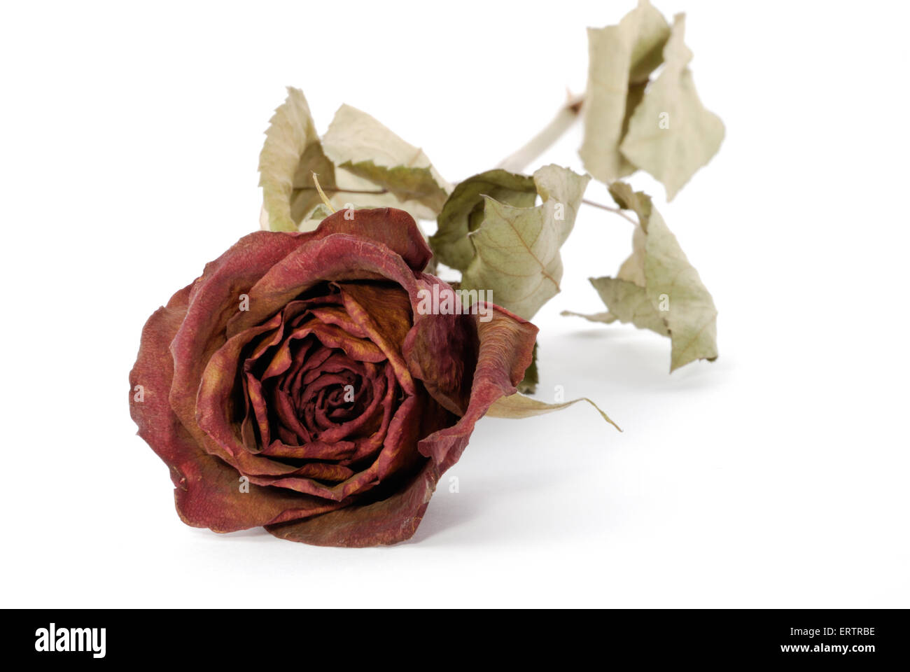 One dried up beautiful red rose isolated on the white Stock Photo - Alamy