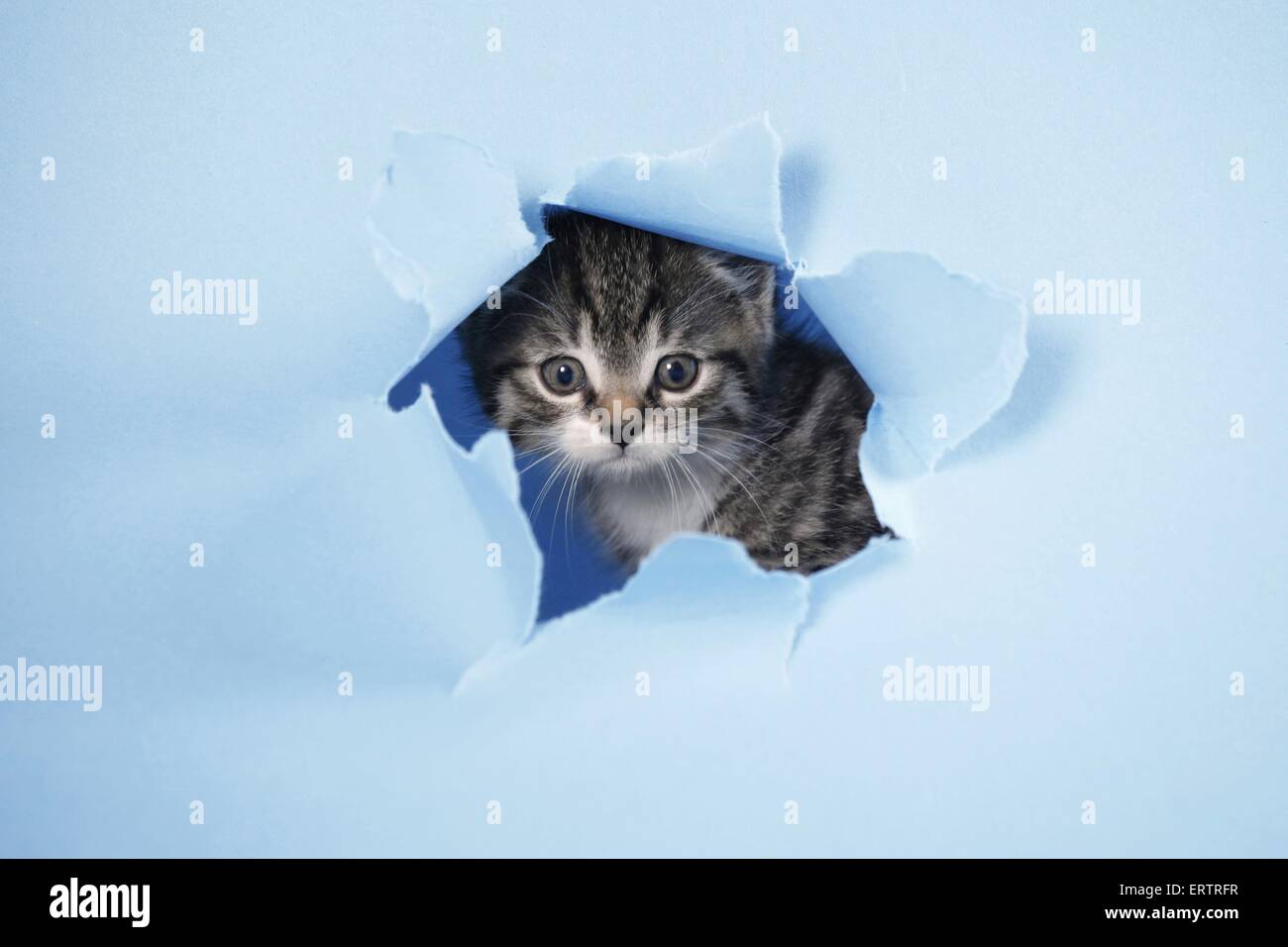 Cute kitten studio domestic hi-res stock photography and images - Alamy