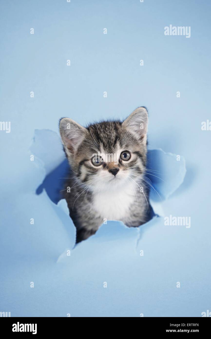 Kitten indoor hi-res stock photography and images - Alamy