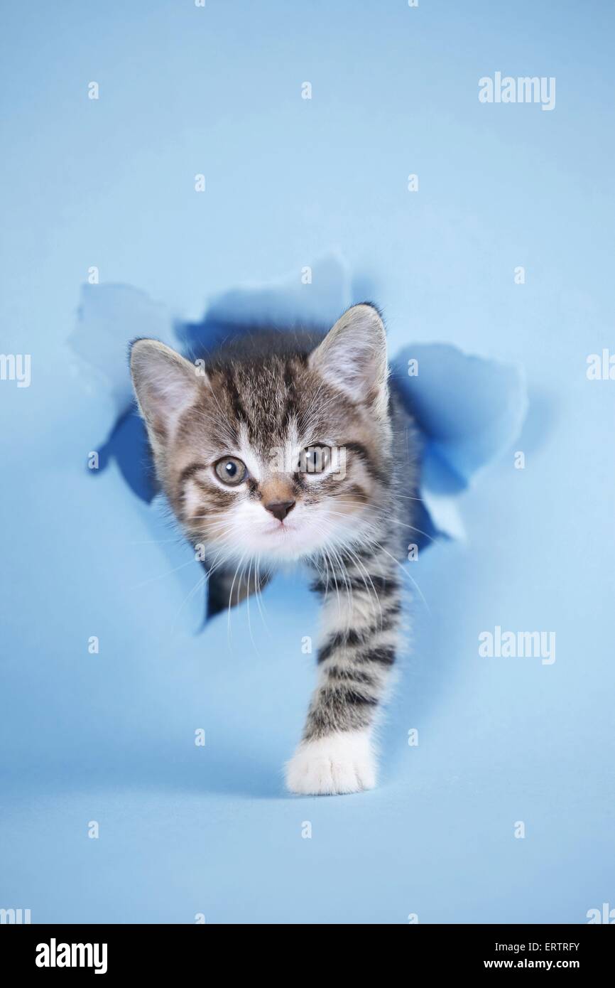 Cute kittens walking hi-res stock photography and images - Alamy
